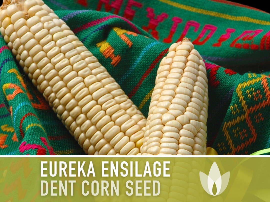 Eureka Ensilage Dent Corn Seeds - Heirloom Seeds, White Corn, Roasting ...