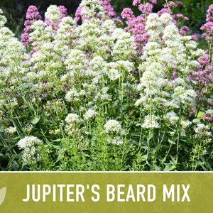 Jupiter's Beard Flower Seeds - Heirloom Seeds, Red & White Blooms, Red ...