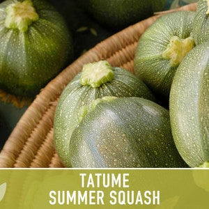 Tatume Summer Squash Seeds Heirloom Tatuma Calabacita - Etsy