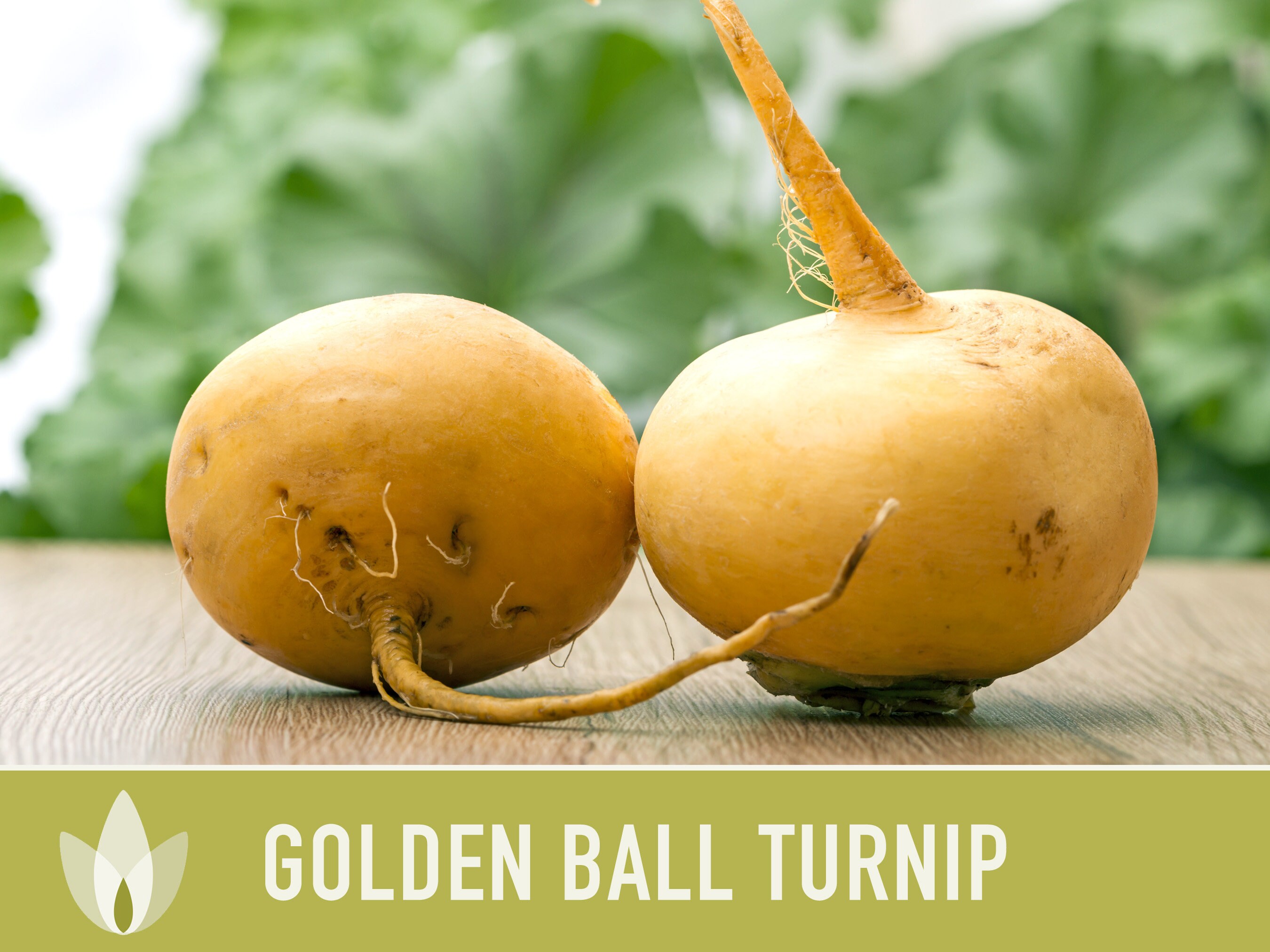 Golden Ball Turnip Heirloom Seeds - Etsy