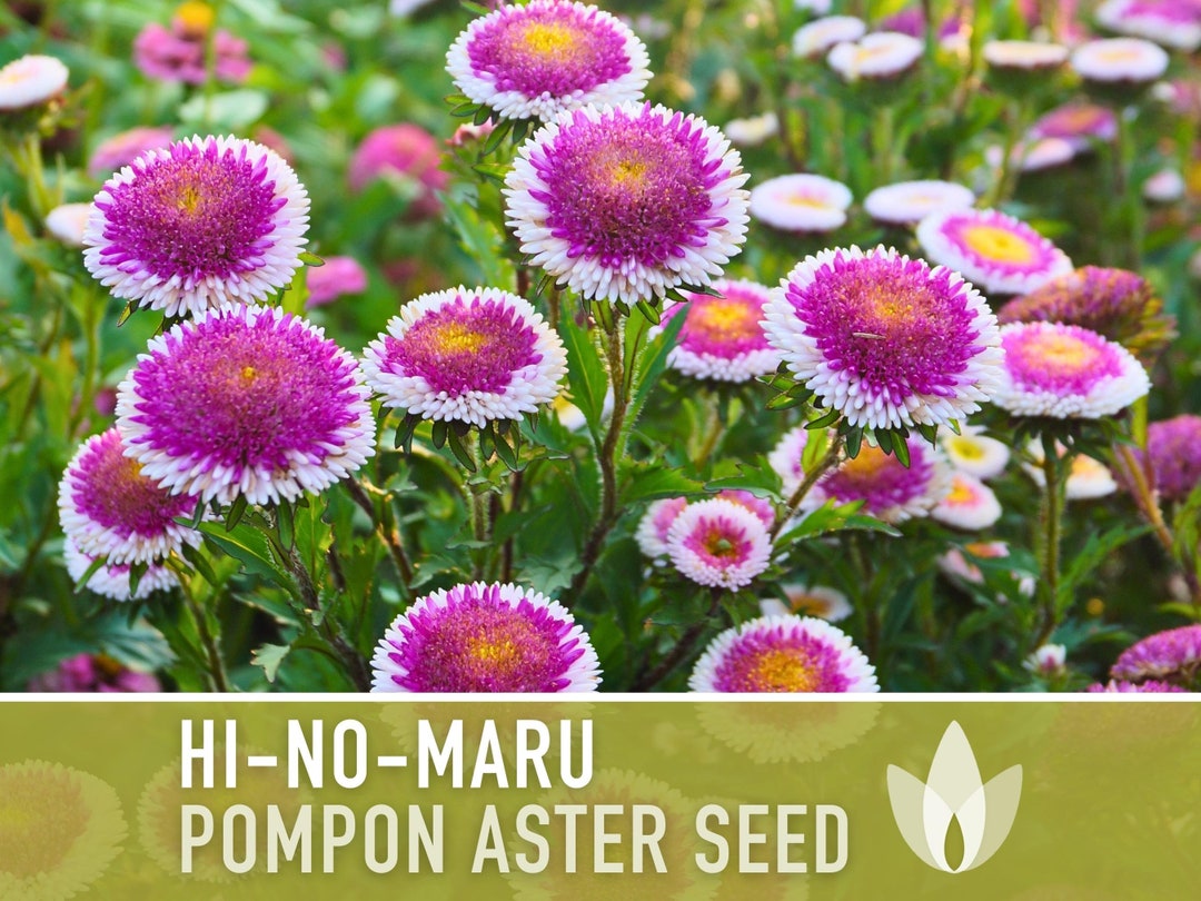 Aster, Pompon Hi-no-maru Flower Seeds - Heirloom Seeds, China Aster ...