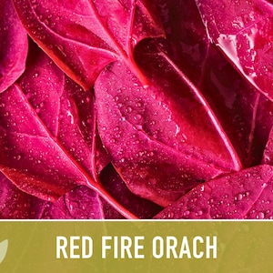 Red Fire Orach Seeds - Heirloom Seeds, French Spinach, Garden Orach ...