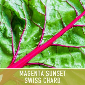 Magenta Sunset Swiss Chard Seeds - Heirloom Seeds, High Yield, Edible ...