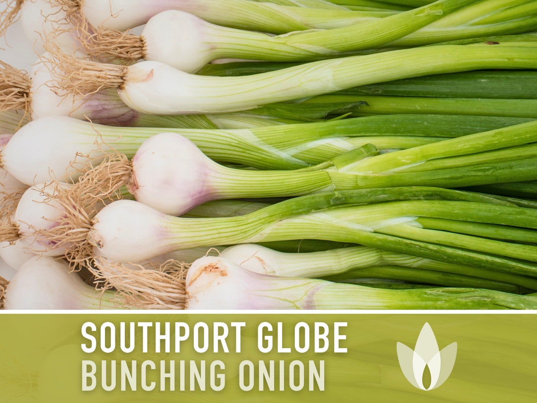 Southport White Globe Bunching Onion Seeds - Heirloom Seeds, White ...