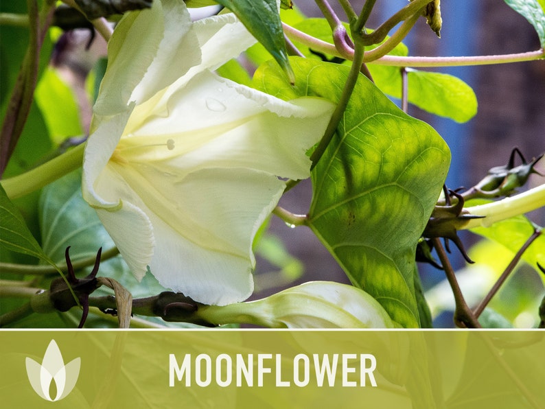 Moonflower Heirloom Flower Seeds Moon Vine Night Blooming - Etsy