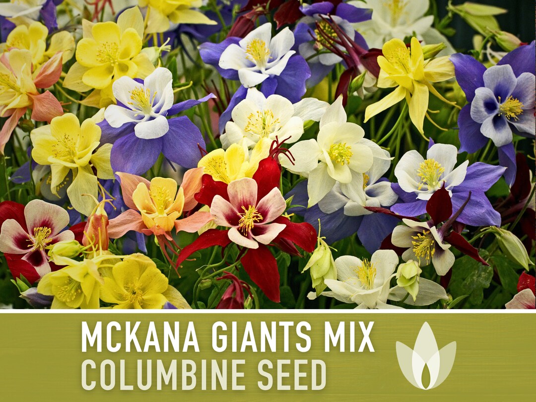 Mckana Giants Columbine Seeds, Heirloom Aquilegia, Cut Flowers (100 ...