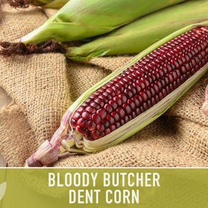 Bloody Butcher Corn Seeds - Heirloom Red Dent Corn - Etsy