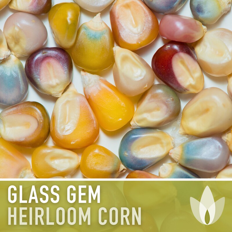 Glass Corn - Etsy