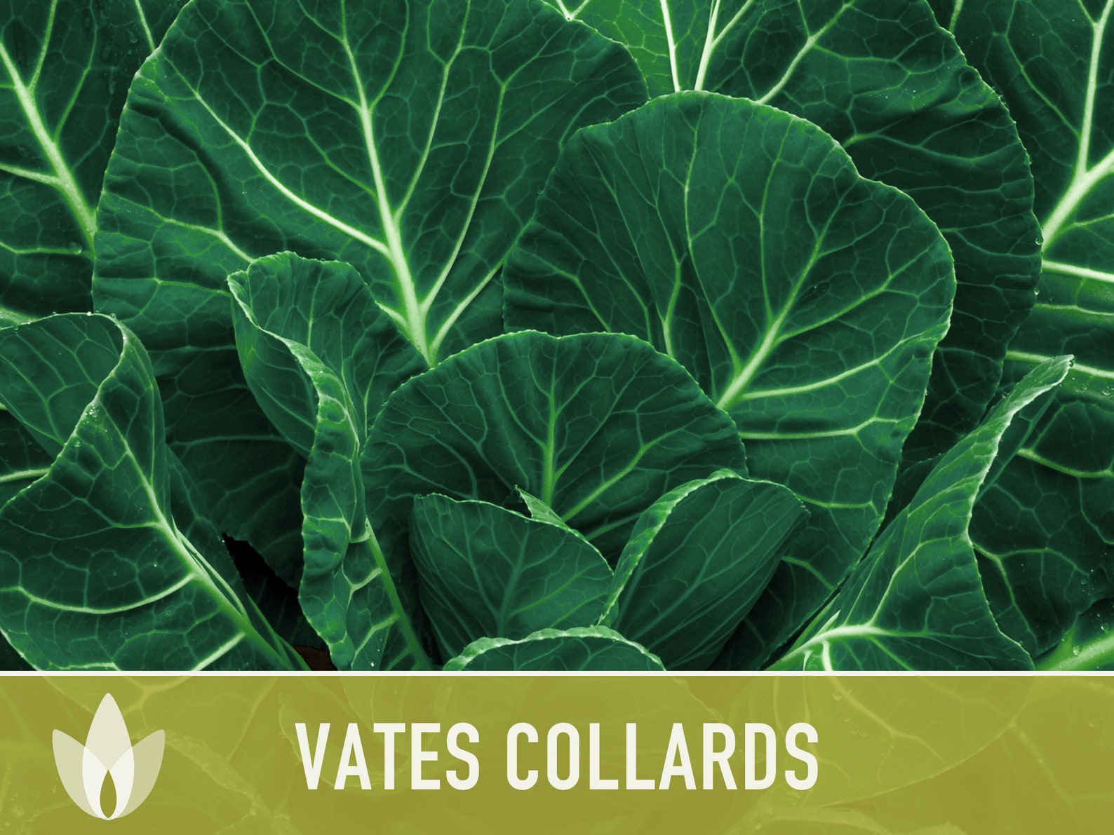 Vates Collards Heirloom Seeds - Etsy