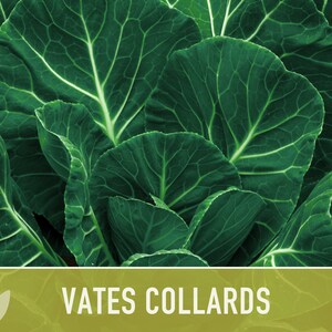 Vates Collards Heirloom Seeds - Etsy