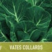 Vates Collards Heirloom Seeds - Etsy