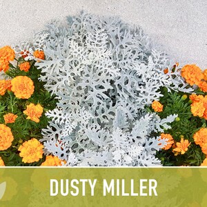 Dusty Miller (silverdust) Flower Seeds - Heirloom Seeds, Ornamental ...