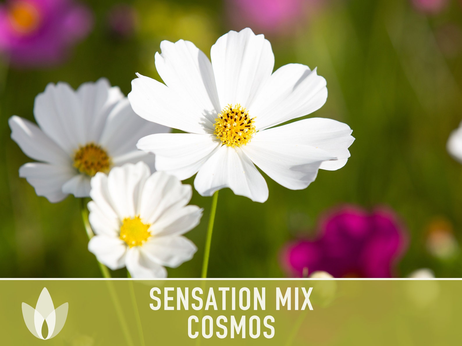 Cosmos Sensation Mix Flower Seeds Cut Flowers Butterfly - Etsy