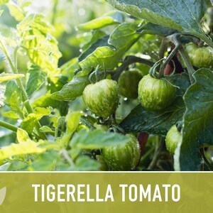 Tigerella Tomato Seeds - Heirloom Variety, Open Pollinated - Etsy