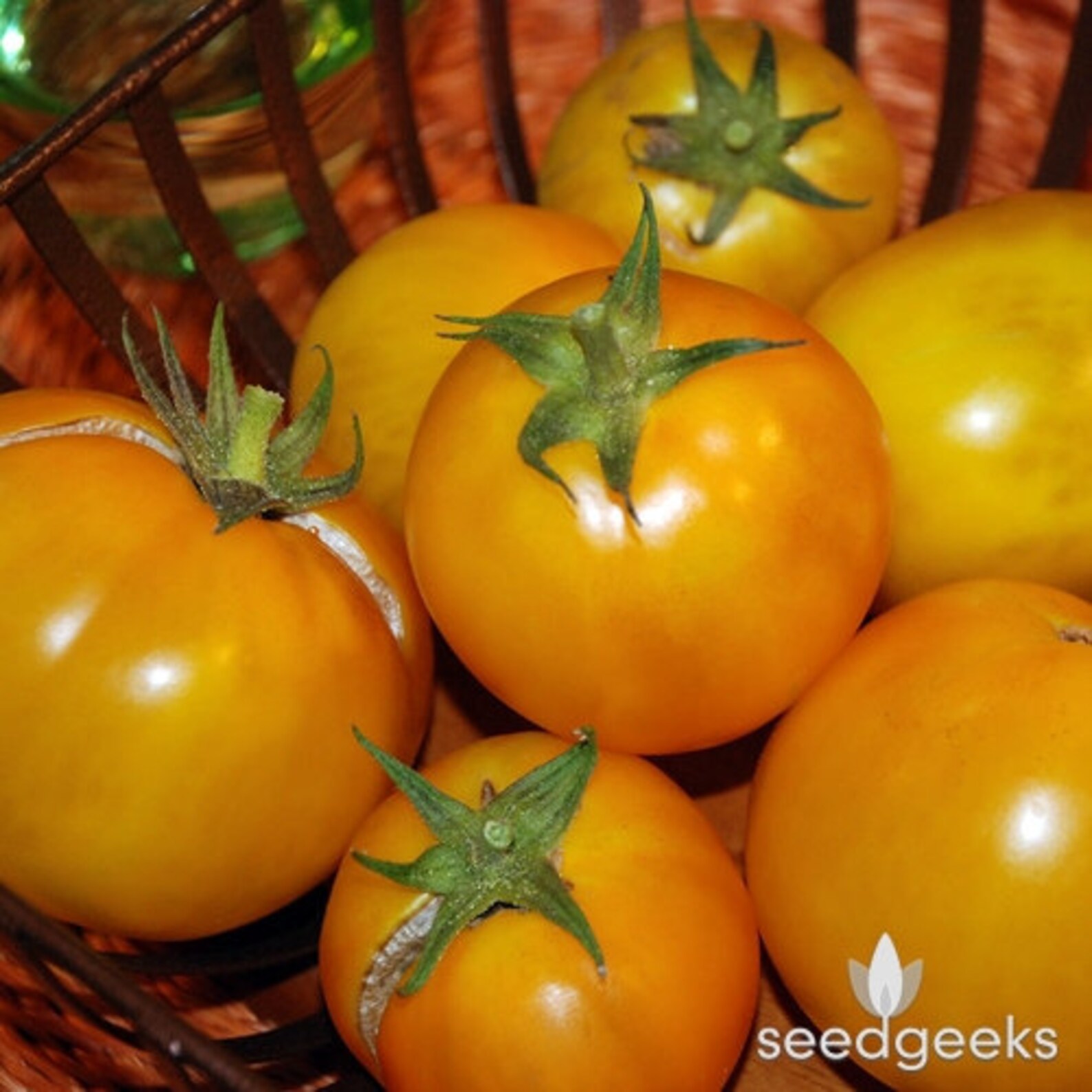 Golden Jubilee Tomato Heirloom Seeds - Etsy
