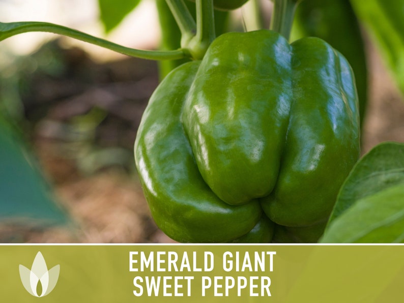 Emerald Giant Sweet Pepper Heirloom Seeds - Etsy