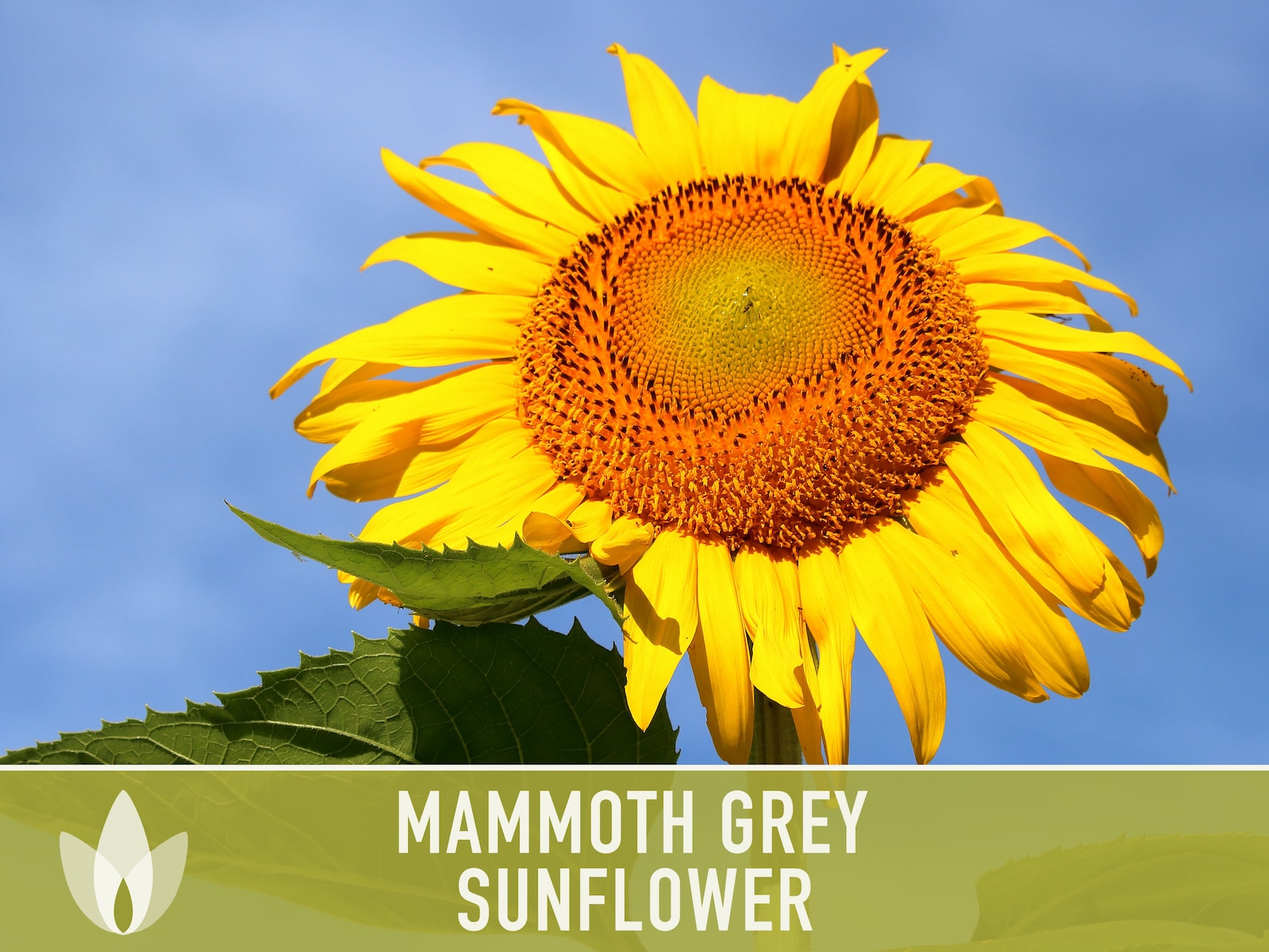 Mammoth Grey Stripe Sunflower Heirloom Seeds Flower Seeds - Etsy
