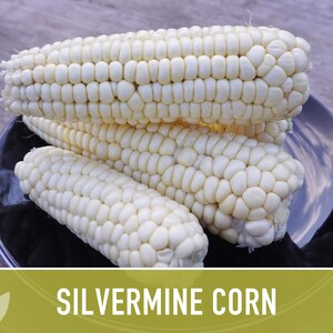 Silvermine White Dent Corn Seeds - Heirloom Seeds, Early Boone County ...