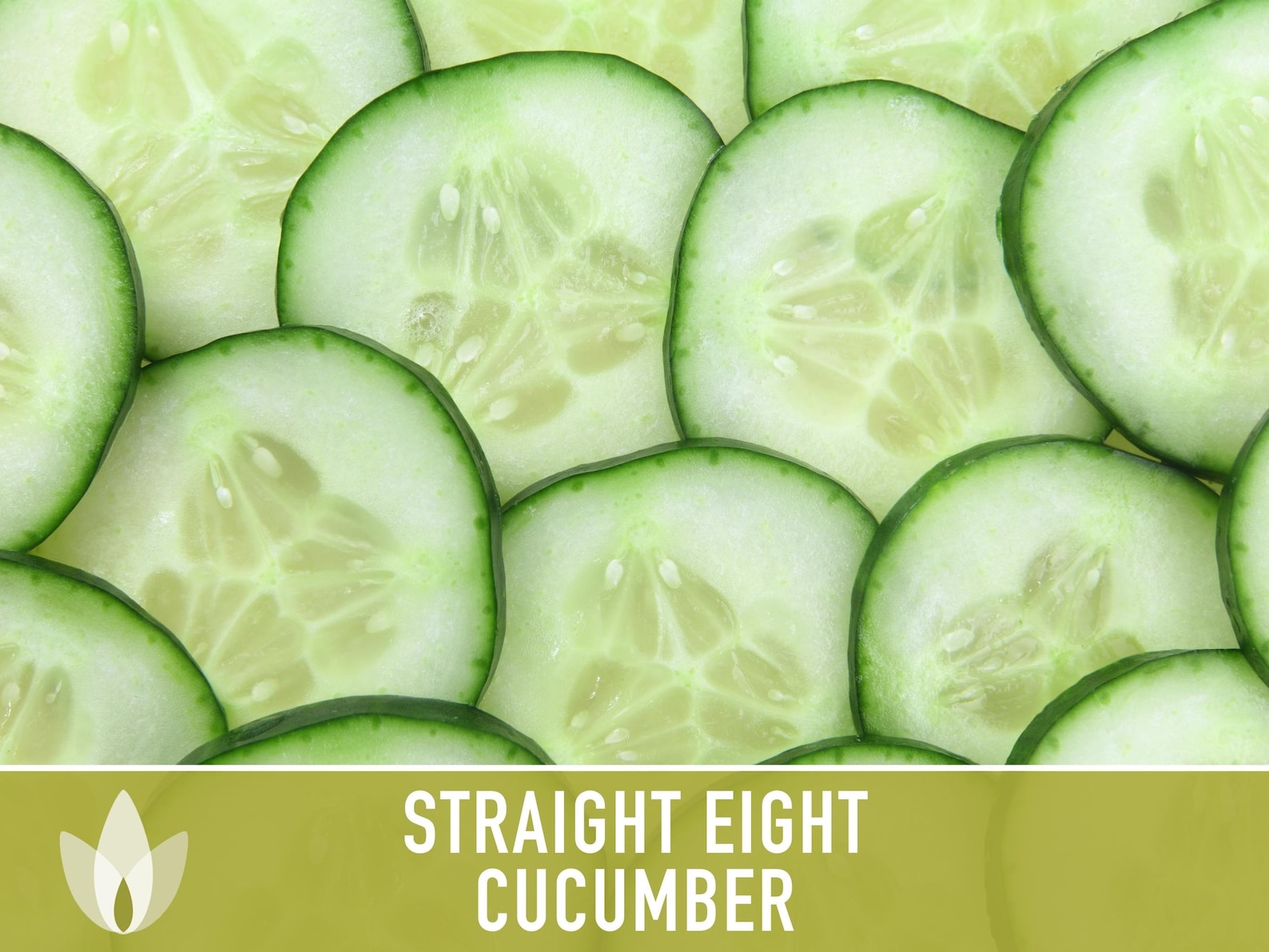 Straight Eight Cucumber Seeds Heirloom Vining Pickling - Etsy