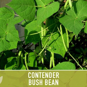Contender Bush Bean Seeds - Heirloom, Stringless, Open Pollinated ...