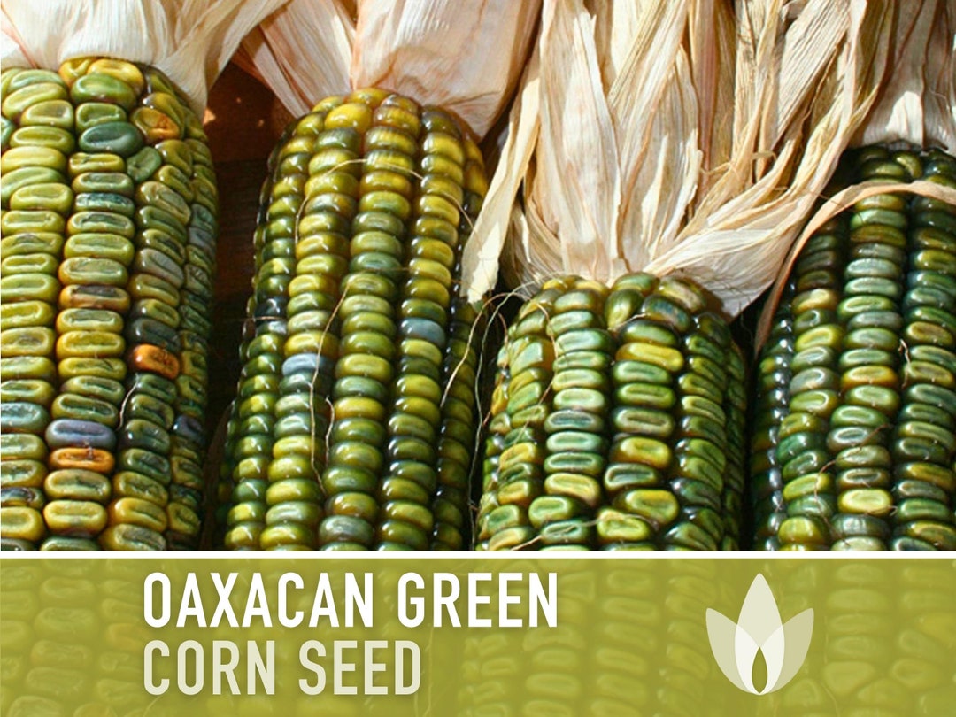 Oaxacan Green Dent Corn Seeds - Heirloom Seeds, Native American Corn ...