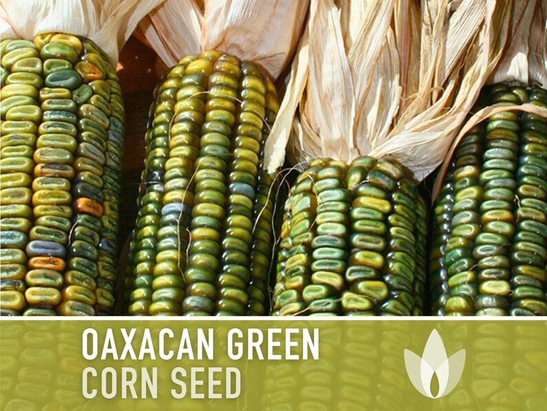 Oaxacan Green Dent Corn Seeds – Heirloom, Ornamental, Flour Corn - Etsy