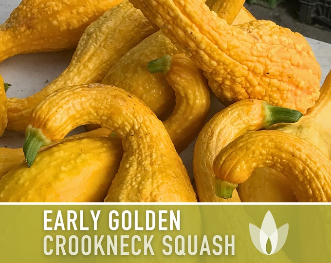 Yellow Bumpy Crookneck Summer Squash Seeds - Etsy