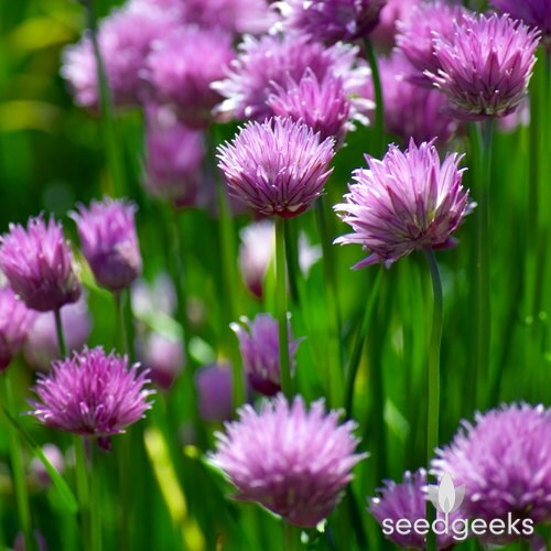 Chives Heirloom Herb Seeds - Etsy