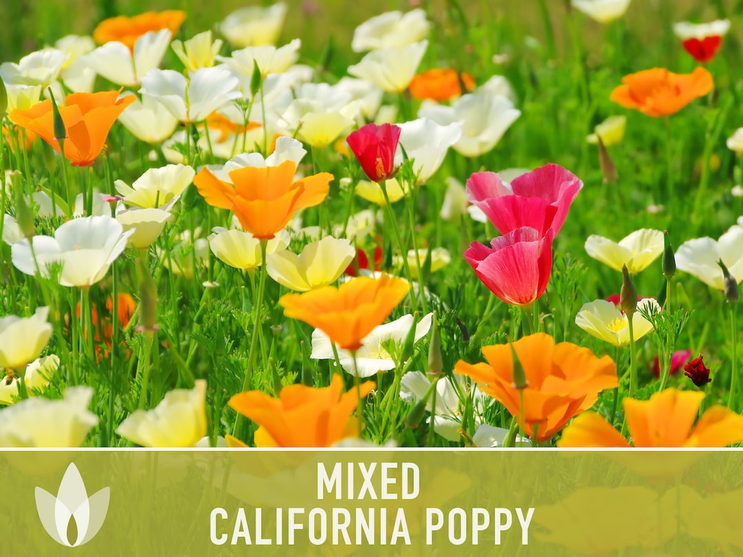 California Poppy, Mix Heirloom Seeds Flower Seeds, Cool Weather Seeds ...