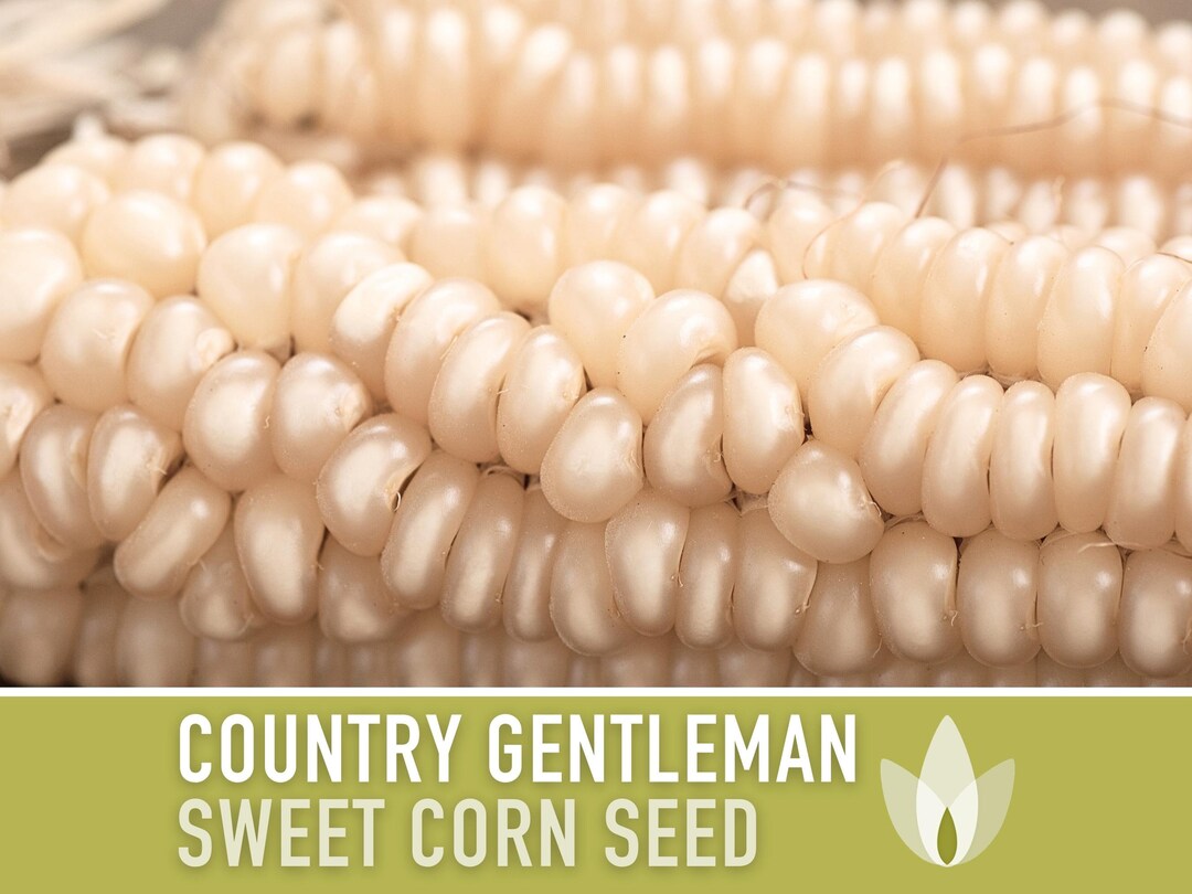 Country Gentleman Sweet Corn Heirloom Seeds - Shoepeg Corn, Home Garden ...