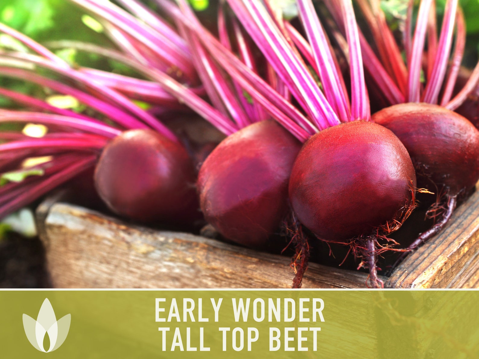 Early Wonder Beet Seeds - Heirloom, Non-gmo (150+ Seeds) - Etsy