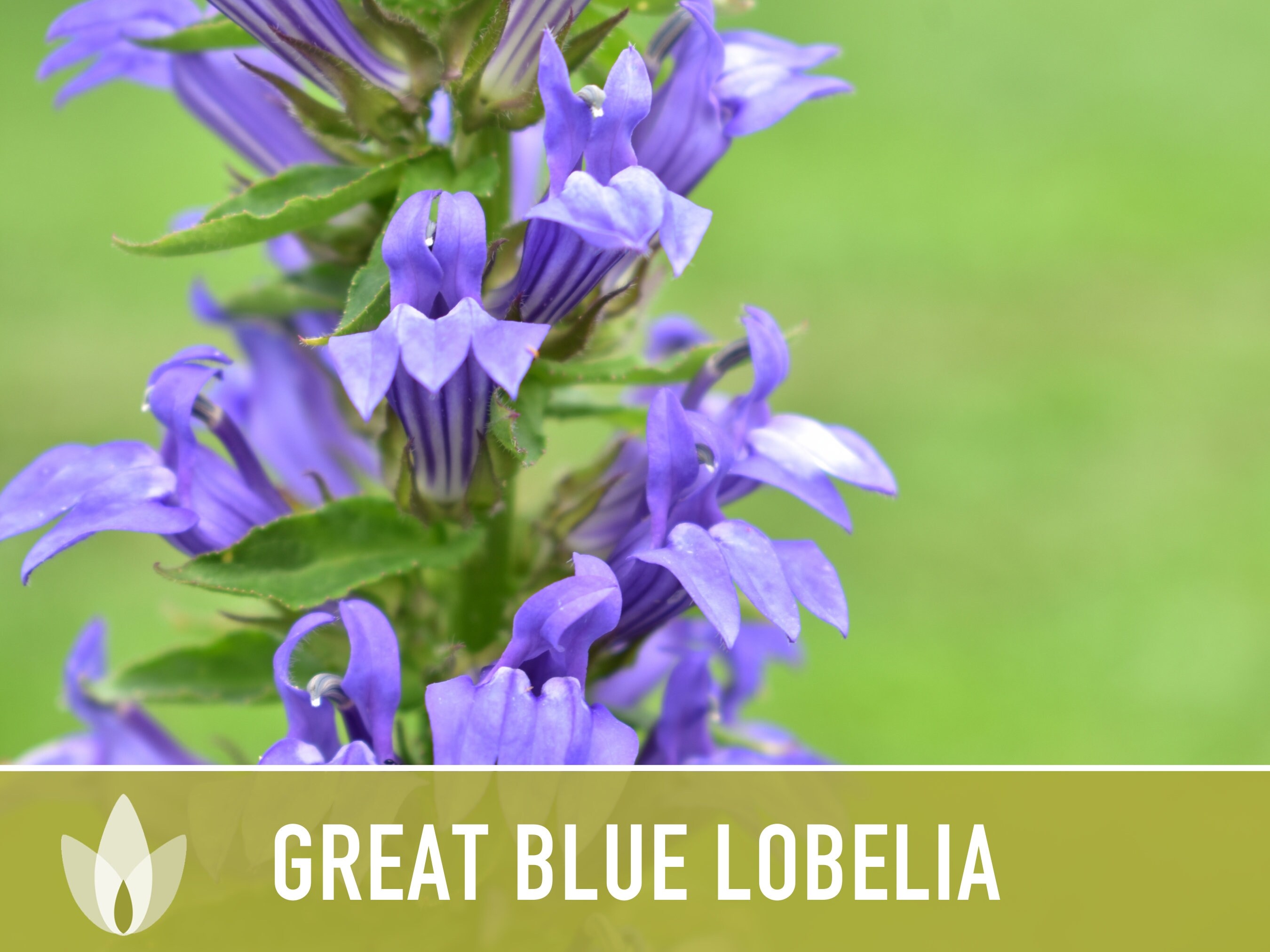 Lobelia Siphilitica Blue Select