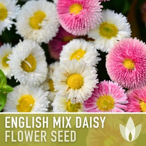 English Daisy Mix Flower Seeds – Heirloom Cottage Garden Blooms - Etsy