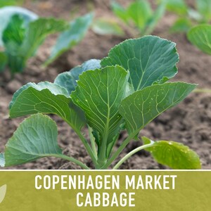Copenhagen Market Cabbage Seeds – Heirloom, Non-gmo - Etsy