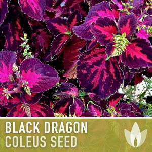 Coleus, Black Dragon - 20 Seeds - Heirloom Flower Seeds, Ornamental ...