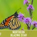 Northern Blazing Star Flower Seeds Heirloom Seeds Native - Etsy