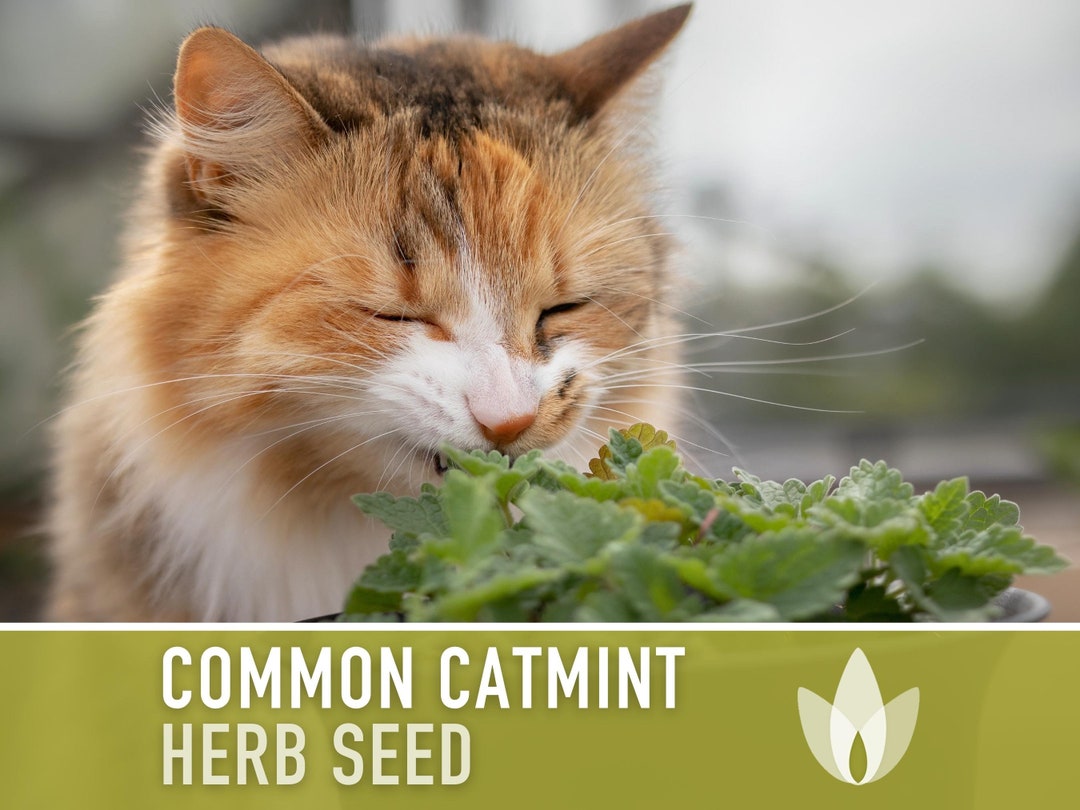 Common Catmint Herb Seeds - Heirloom Seeds, Herbal Tea, Fragrant White ...