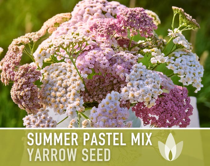 Yarrow, Summer Pastel Flower Seed Mix - 50 Heirloom Seeds, AAS Winner ...