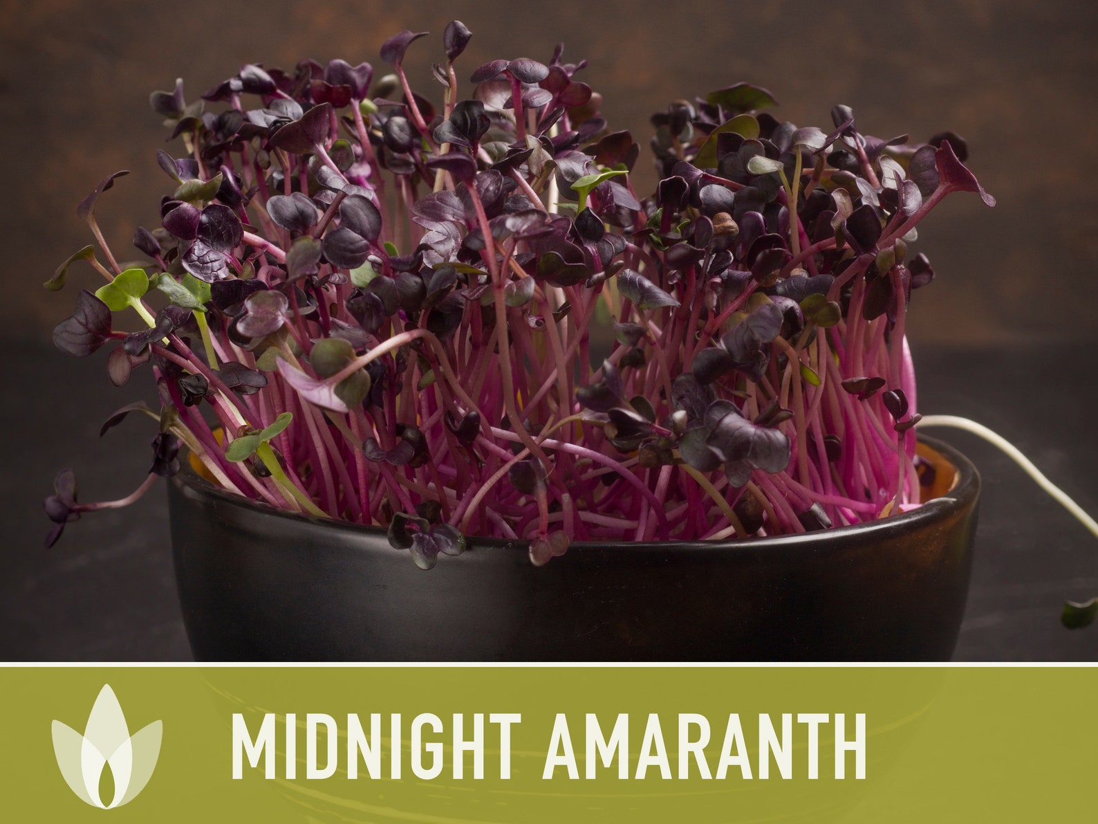 Midnight Red Amaranth Seeds – Heirloom, Salad Greens, Cut Flower - Etsy