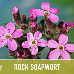 Rock Soapwort Flower Seeds - Pink Wildflower Ground Cover - Etsy