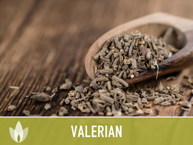 Valerian Herb Seeds Heirloom Seeds Medicinal Herb Seeds - Etsy