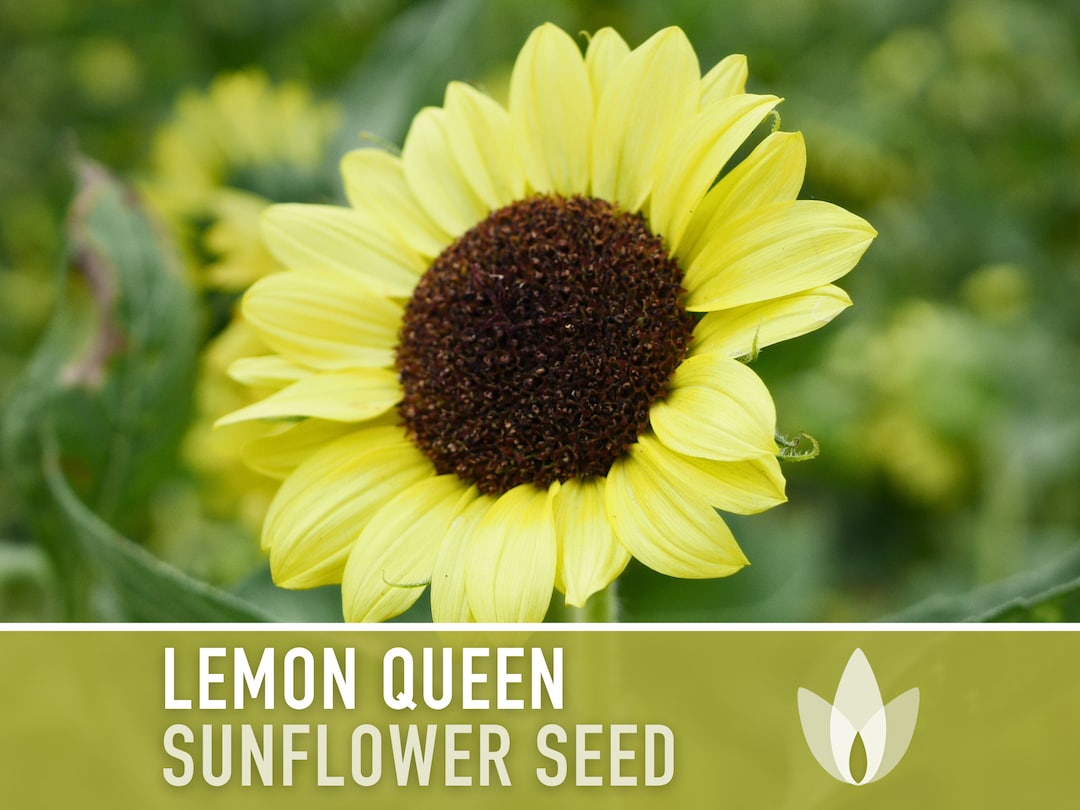 Lemon Queen Sunflower Heirloom Seeds, Flower Seeds - Etsy