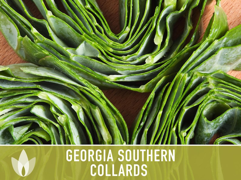 Georgia Southern Collards Heirloom Seeds - Etsy