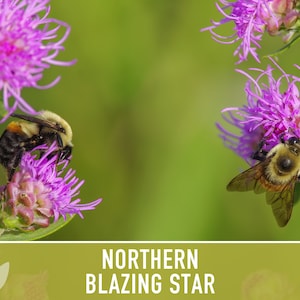 Northern Blazing Star Flower Seeds - Heirloom Seeds, Native Seeds ...