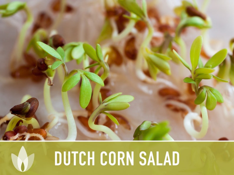 Corn Salad Dutch Mache Heirloom Seeds Winter Salad Grow - Etsy