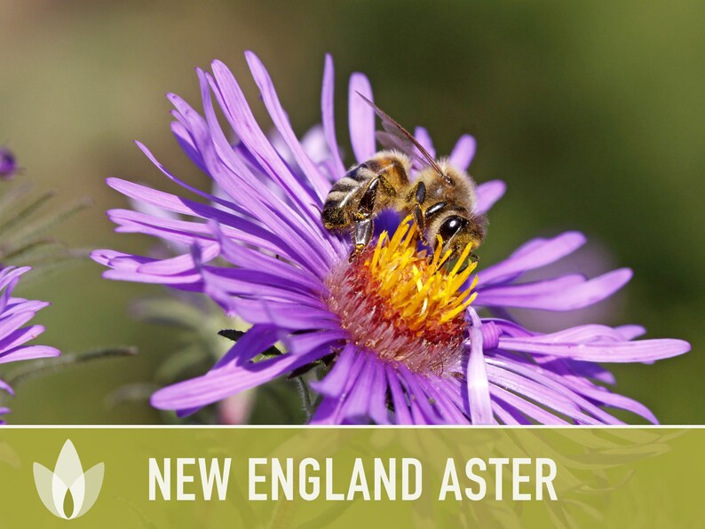 New England Aster Seeds, Heirloom Native Variety - Etsy
