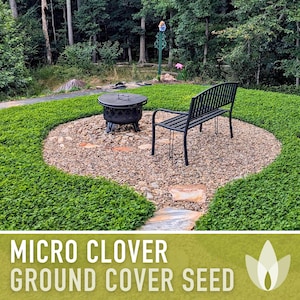 Bulk Micro Clover (mini) Ground Cover Seeds - 5,000+ White Clover Seeds ...