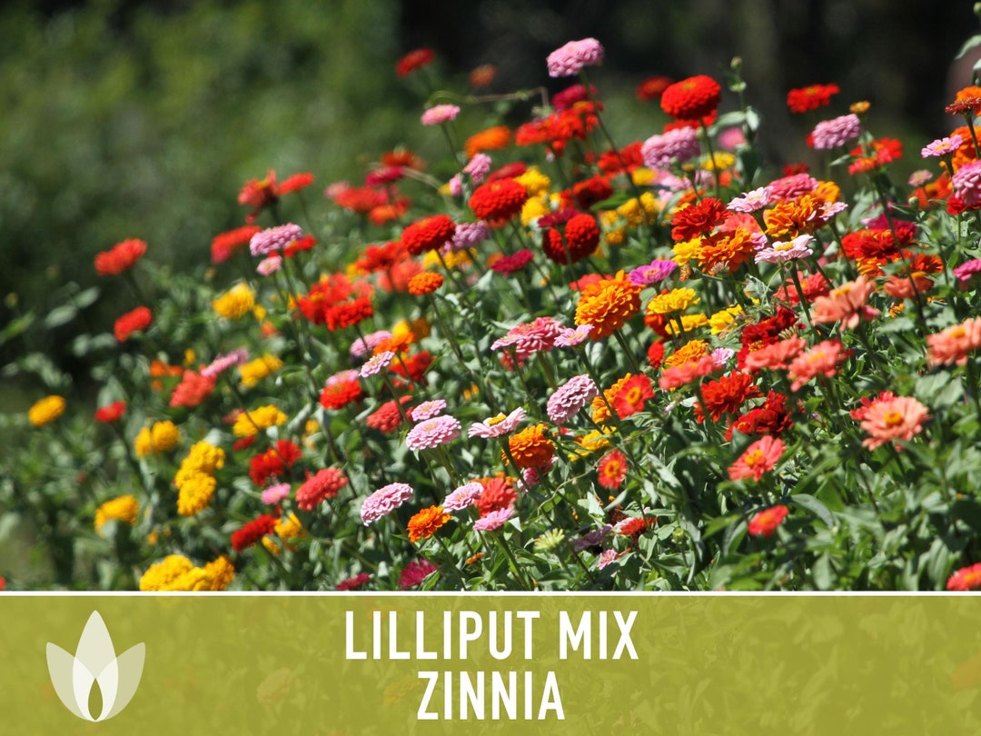 Zinnia dwarf Lilliput Mix Heirloom Seeds Flower Seeds - Etsy