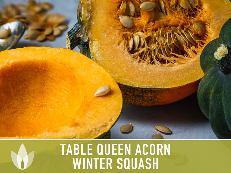 Table Queen Acorn Winter Squash Heirloom Seeds - Etsy