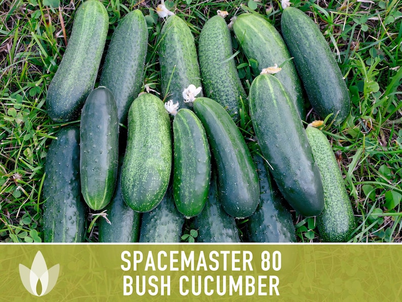 Spacemaster 80 Bush Cucumber Seeds Heirloom Seeds Disease - Etsy